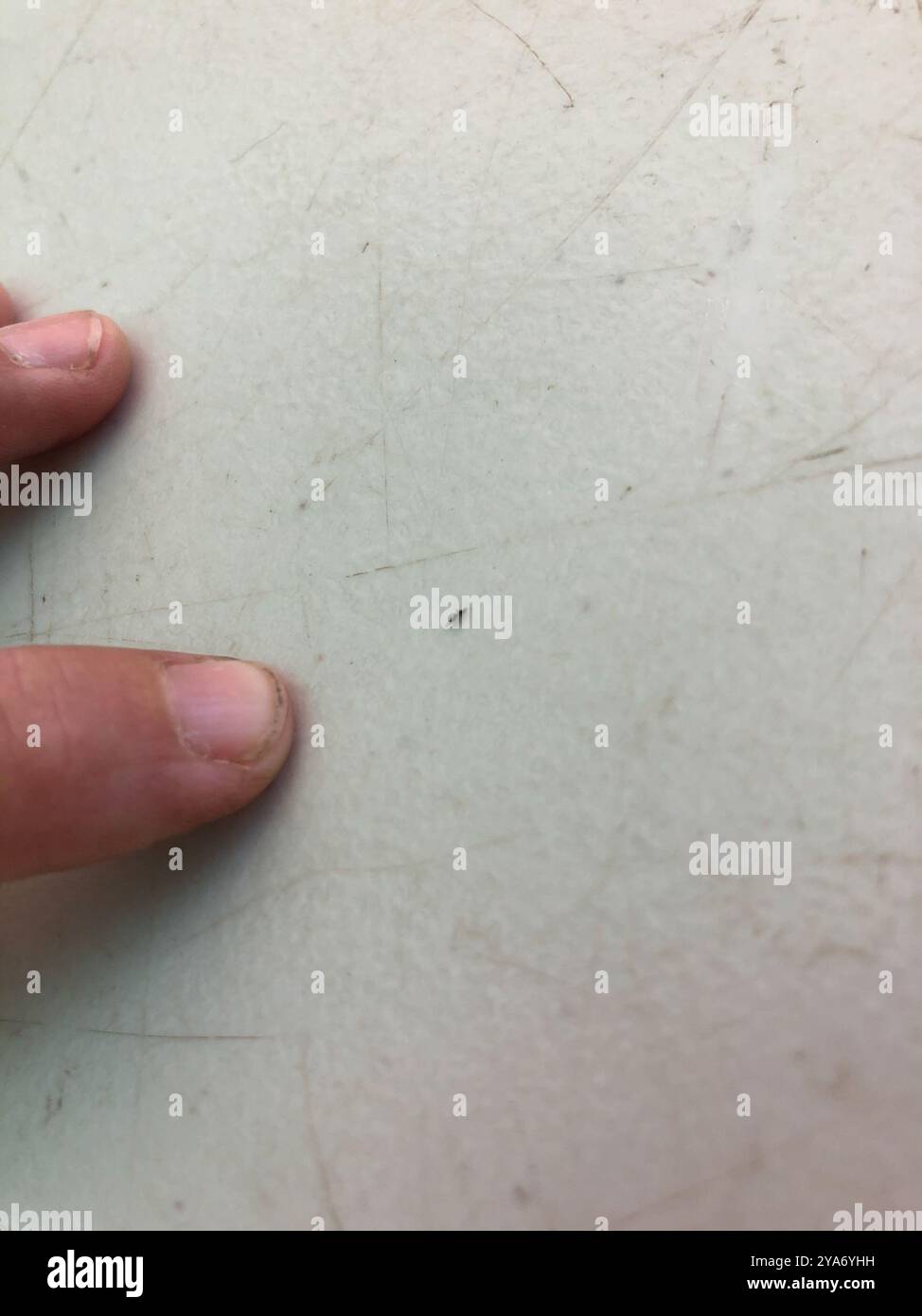 Weeping Fig Thrips (Gynaikothrips uzeli) Insecta Stock Photo - Alamy