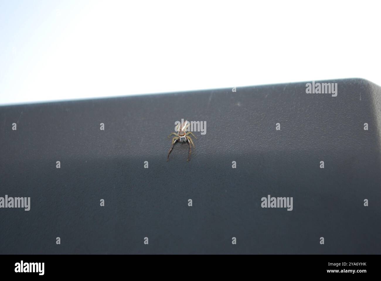 Common Hentz Jumping Spider (Hentzia palmarum) Arachnida Stock Photo ...