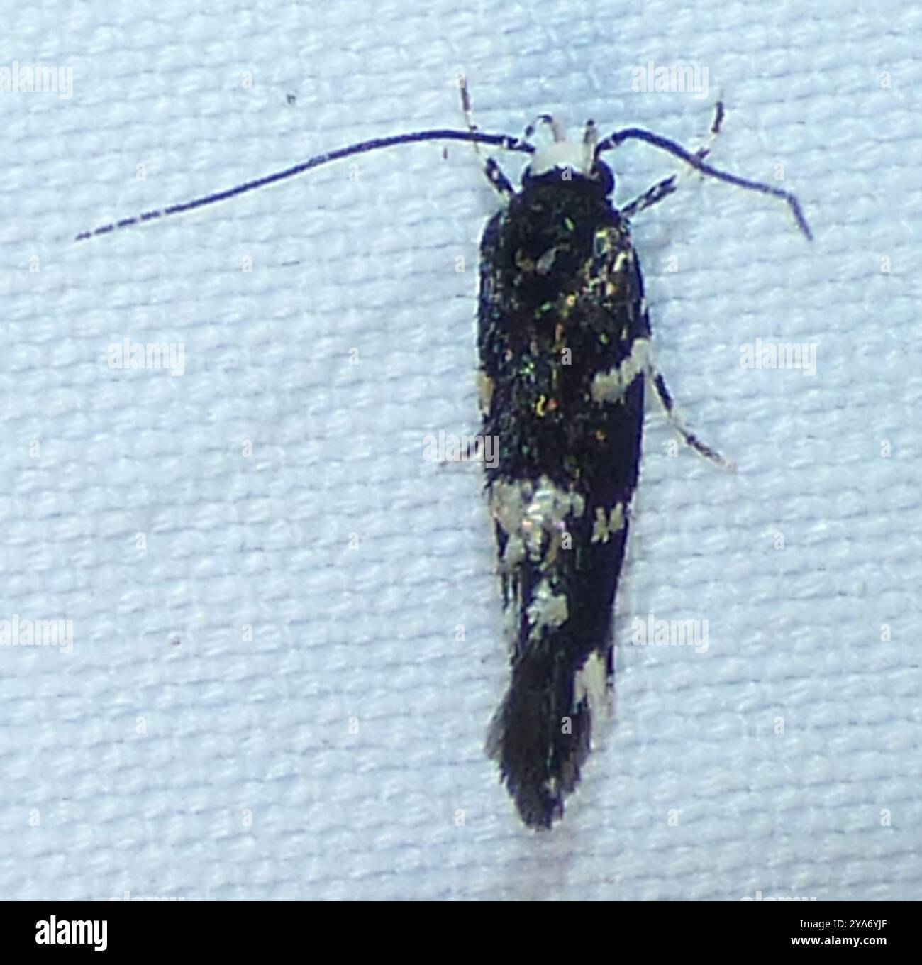 Wyatt's Cosmet Moth (Eteobalea wyattella) Insecta Stock Photo - Alamy