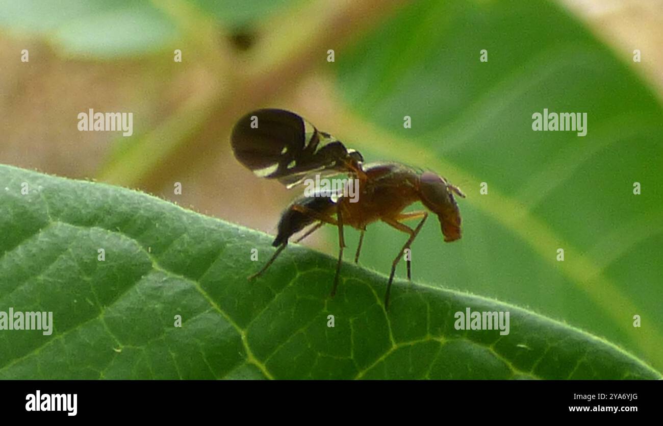 Common Picture-winged Fly (Delphinia picta) Insecta Stock Photo - Alamy