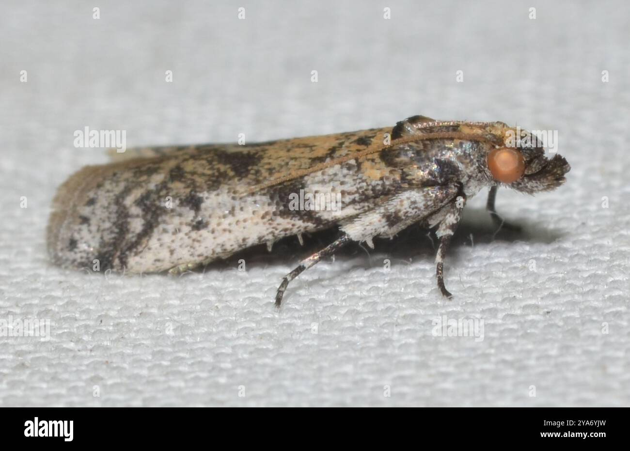Scale-feeding Snout (Laetilia coccidivora) Insecta Stock Photo - Alamy