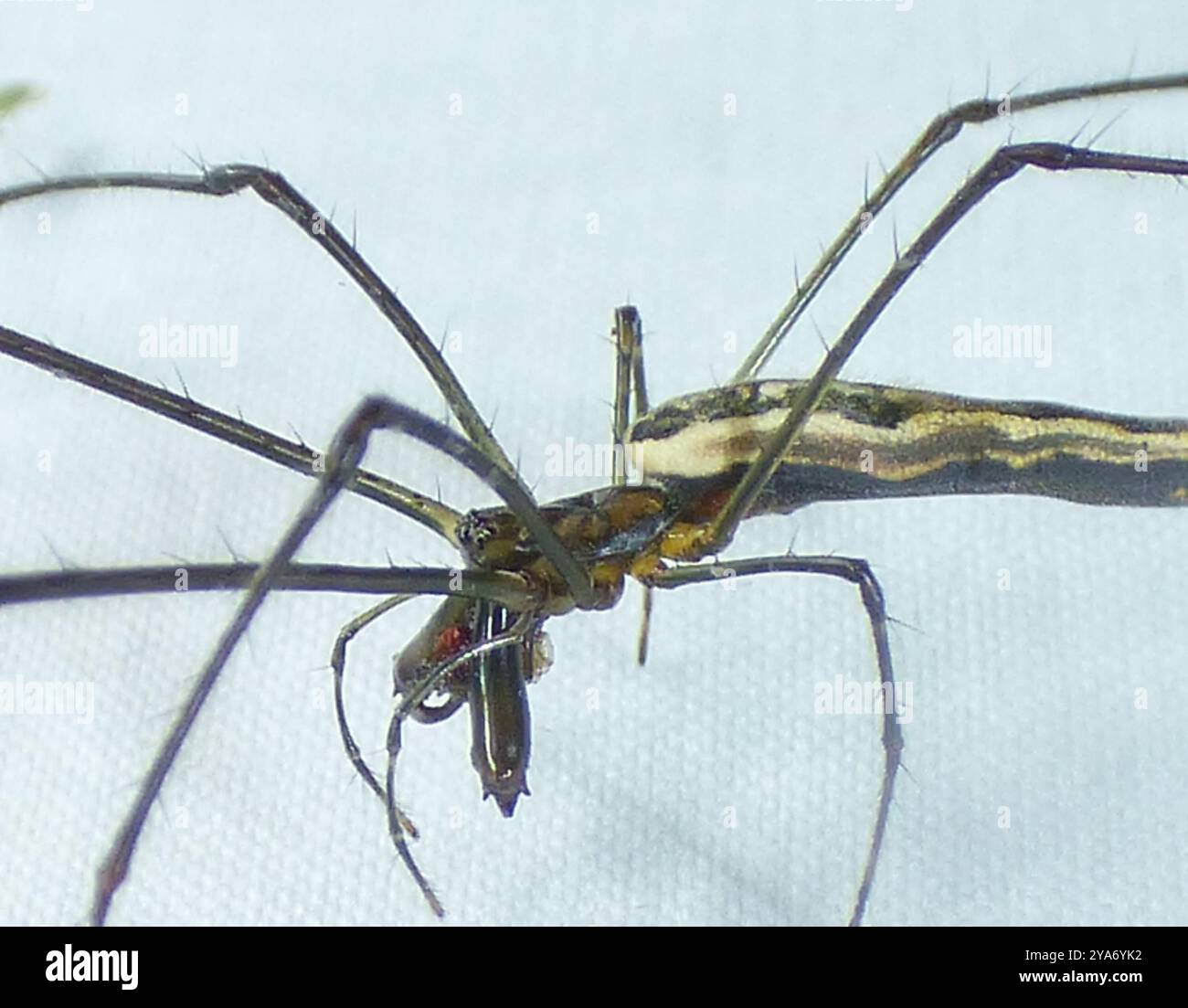 Stretch Spiders (Tetragnatha) Arachnida Stock Photo - Alamy