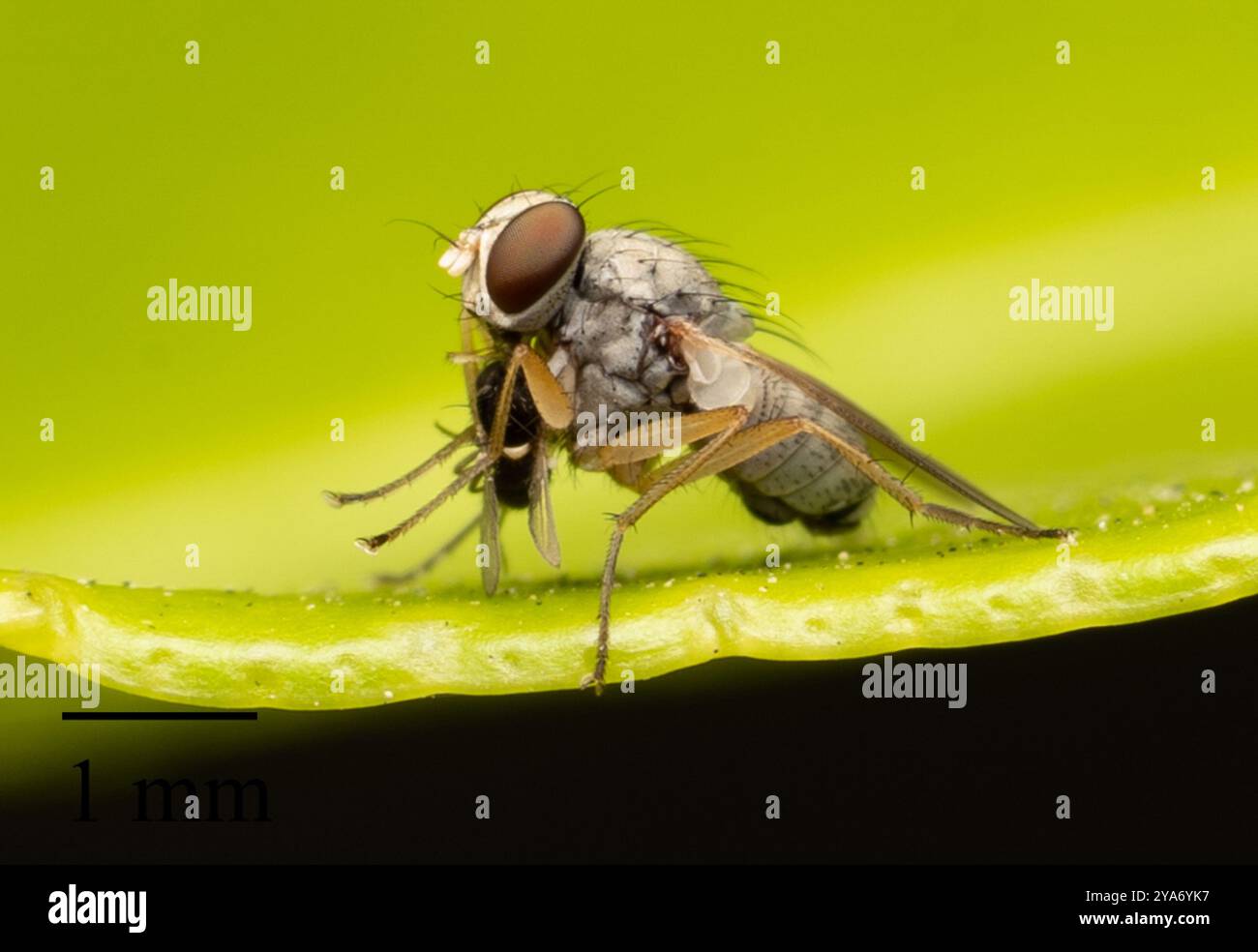 (Coenosia attenuata) Insecta Stock Photo - Alamy