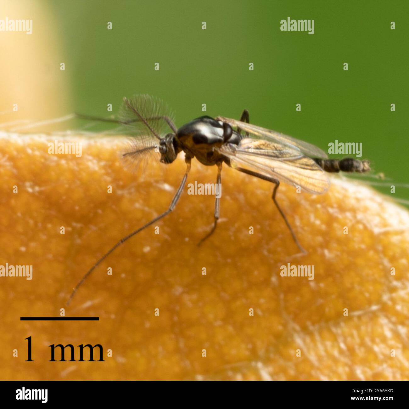 Non-biting Midges (Chironomidae) Insecta Stock Photo - Alamy