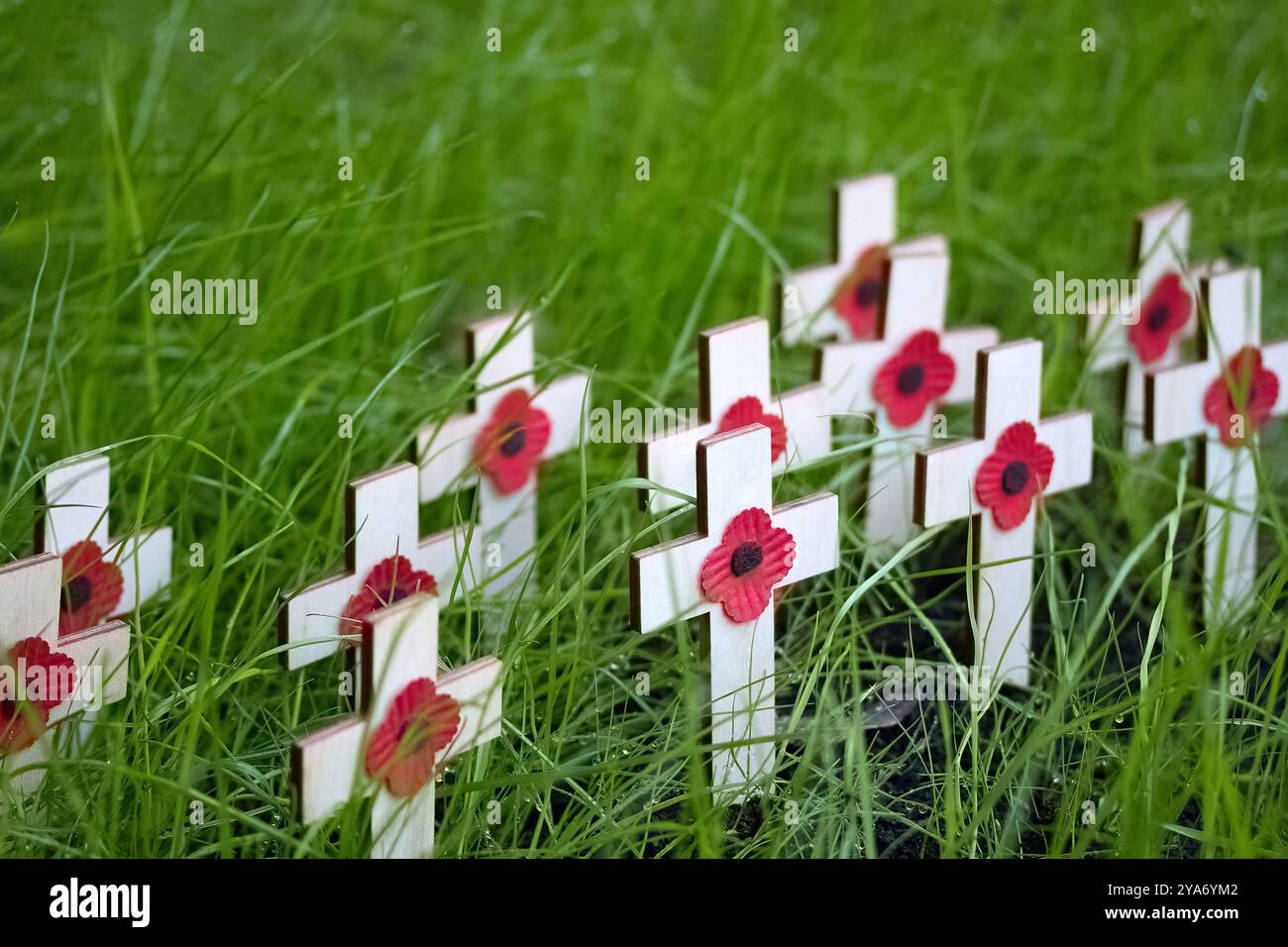Remembrance day. Remembrance Crosses in Grass Stock Photo - Alamy