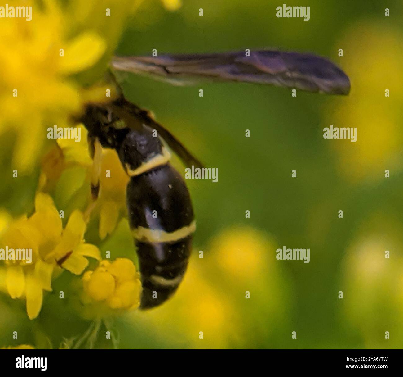 Canadian Potter Wasp (Symmorphus canadensis) Insecta Stock Photo - Alamy