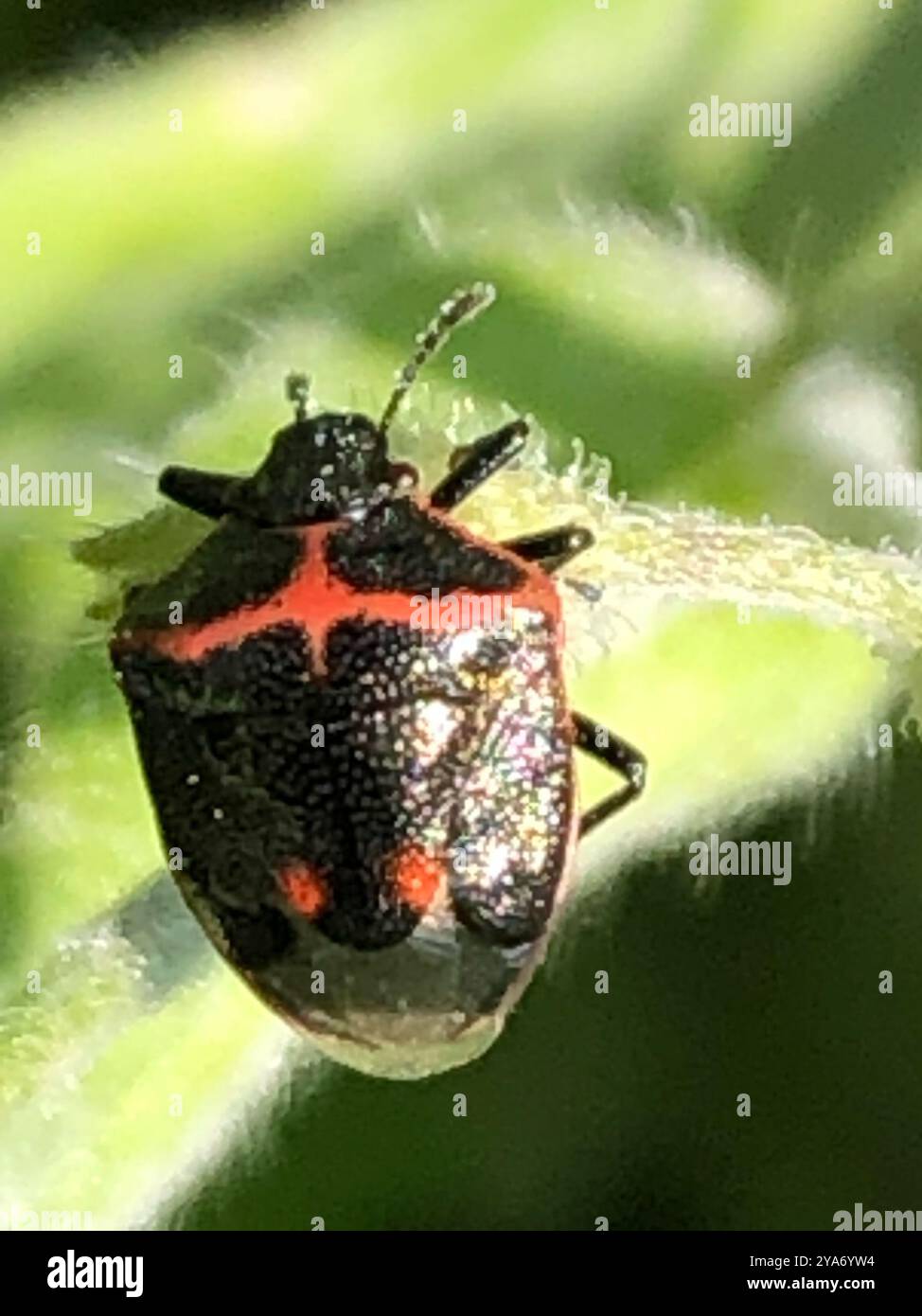 Twice-stabbed Stink Bug (Cosmopepla lintneriana) Insecta Stock Photo ...