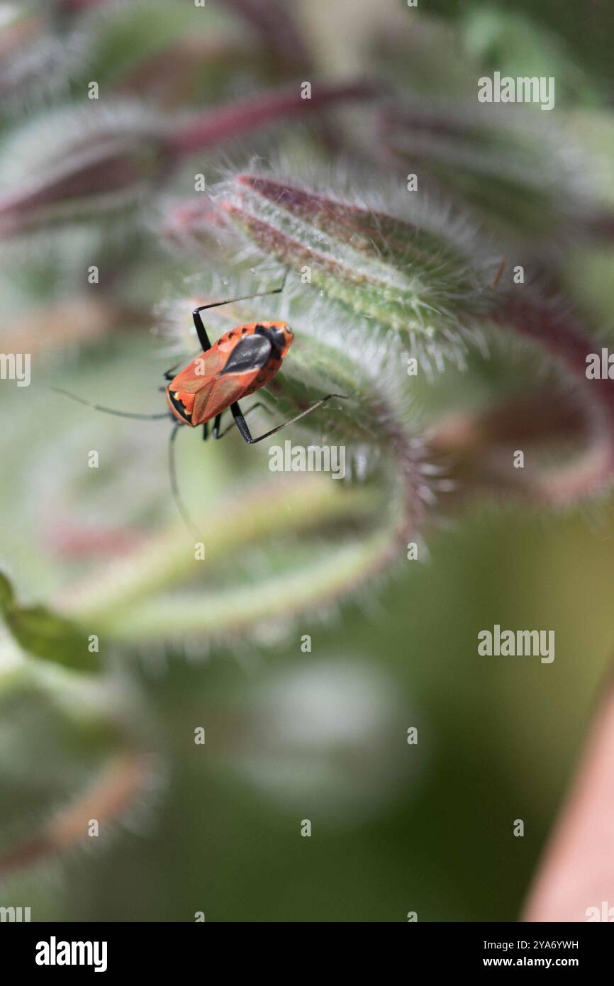 Calocoris nemoralis hi-res stock photography and images - Alamy