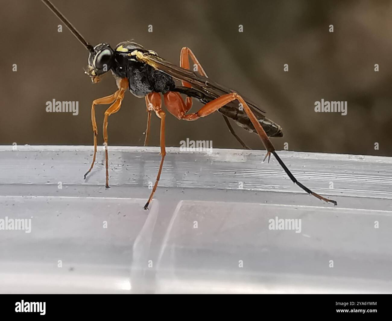 Ichneumonid Wasps (Ichneumonidae) Insecta Stock Photo - Alamy