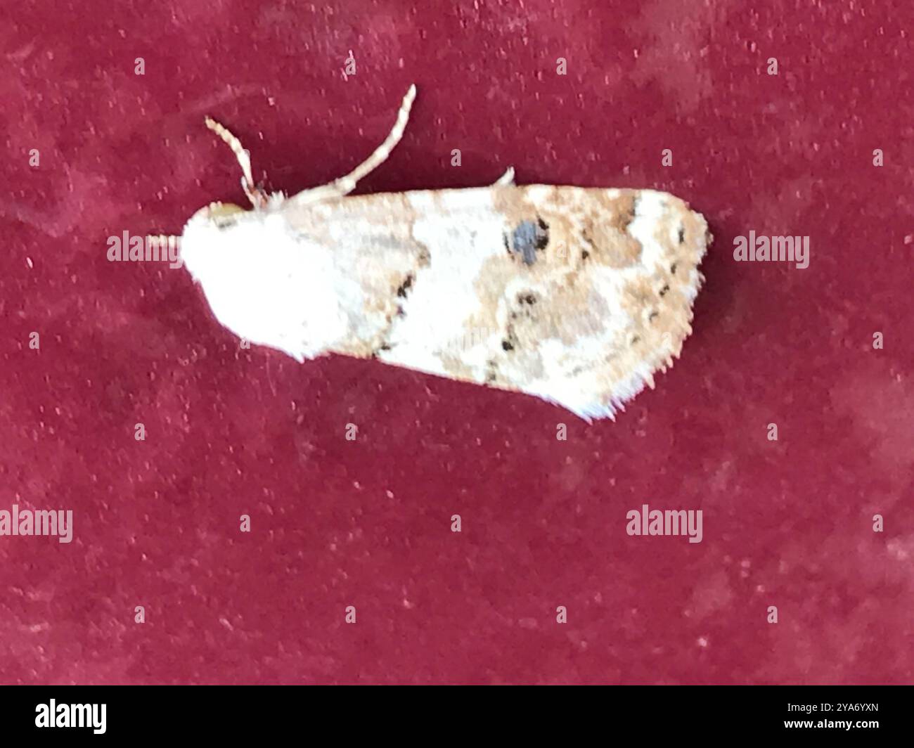 Third flower hi-res stock photography and images - Alamy