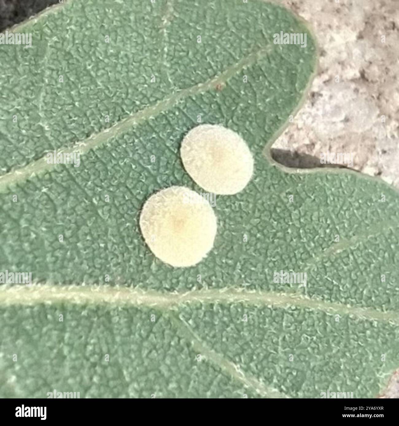 Common Spangle Gall Wasp (Neuroterus quercusbaccarum) Insecta Stock ...