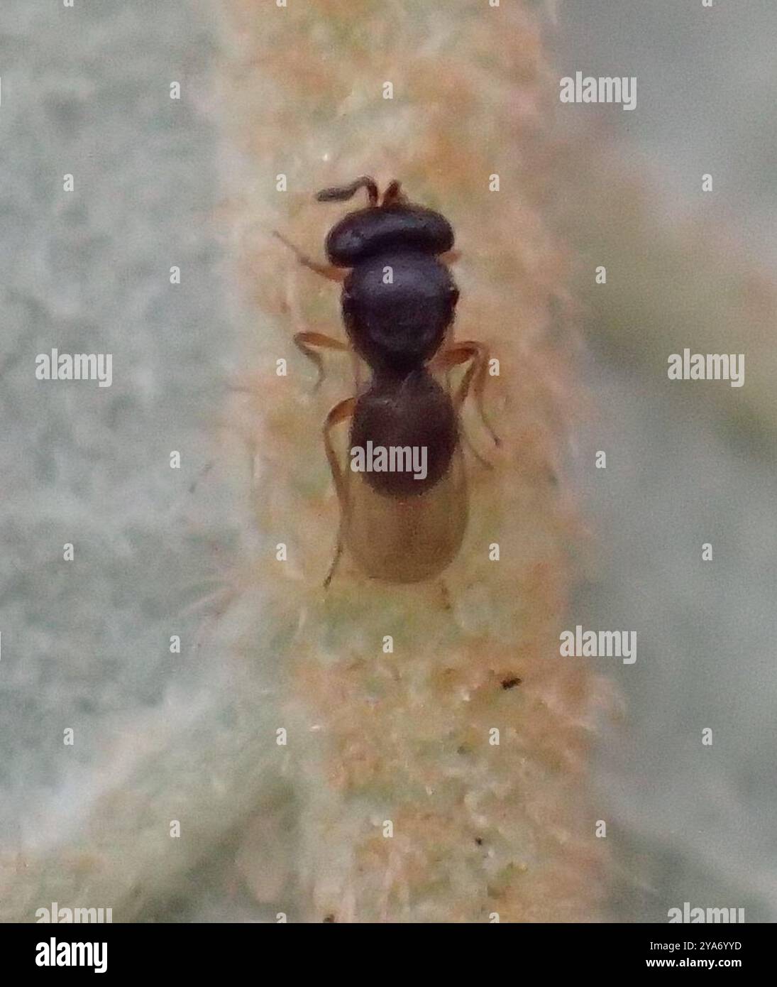 Ants, Bees, Wasps, and Sawflies (Hymenoptera) Insecta Stock Photo - Alamy