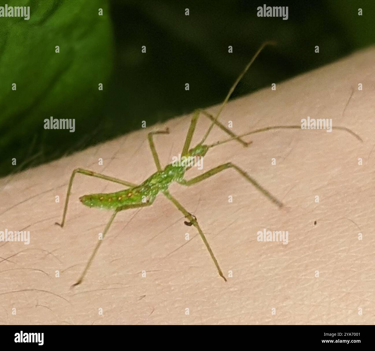Pale Green Assassin Bug (Zelus luridus) Insecta Stock Photo - Alamy