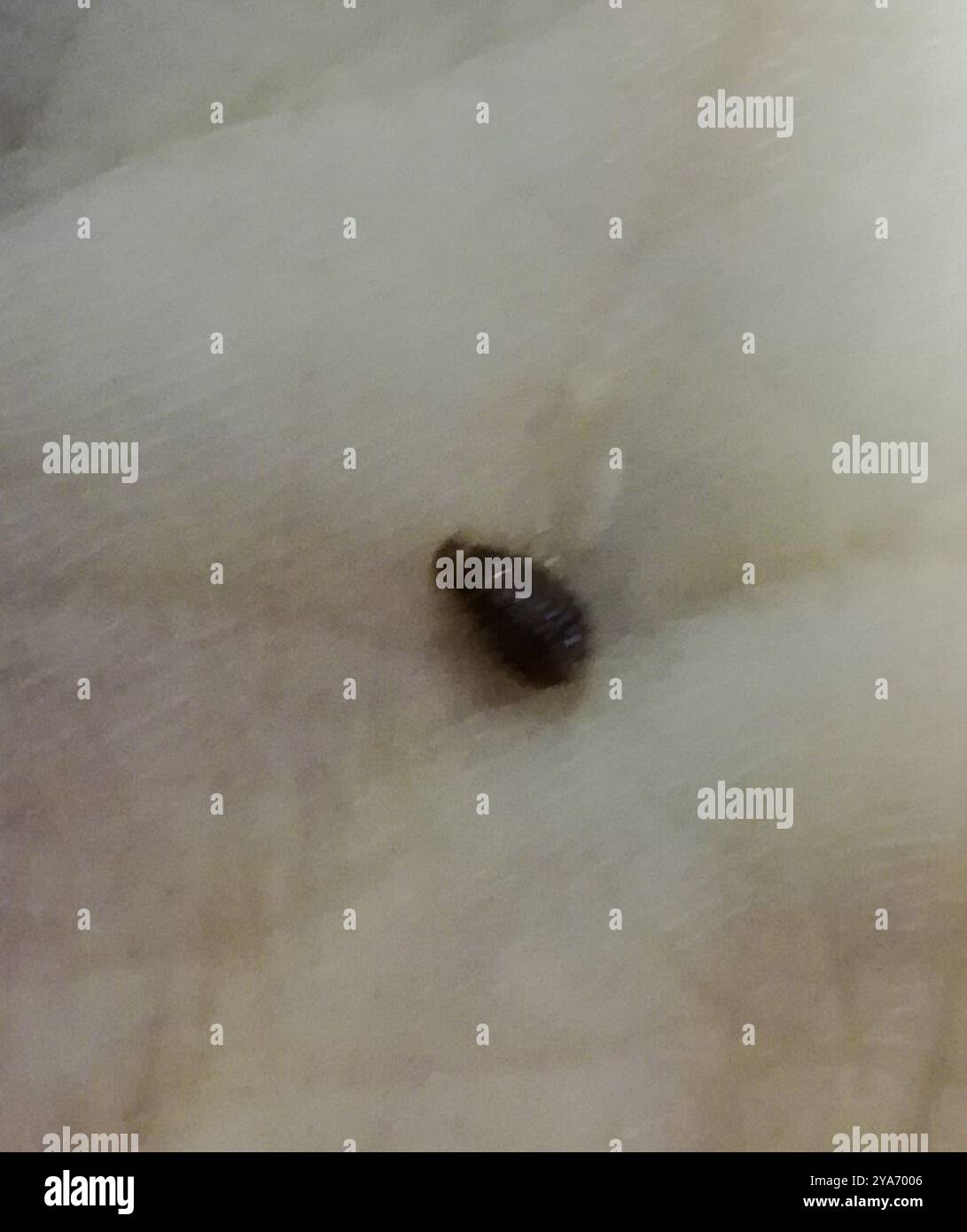 Common Bed Bug (Cimex lectularius) Insecta Stock Photo - Alamy