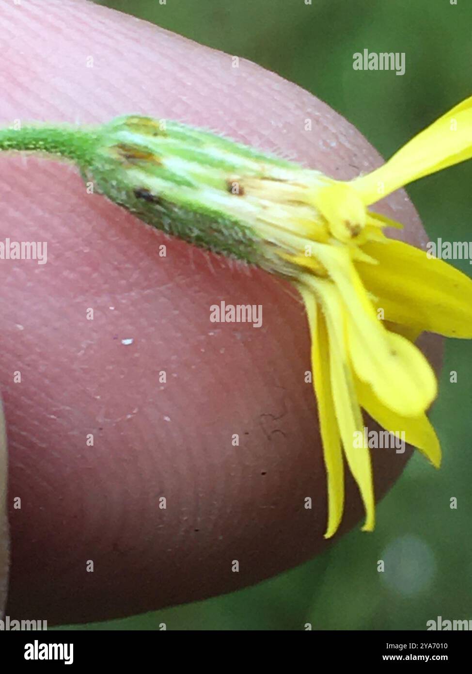 Slender Scratch Daisy (Croptilon divaricatum) Plantae Stock Photo - Alamy