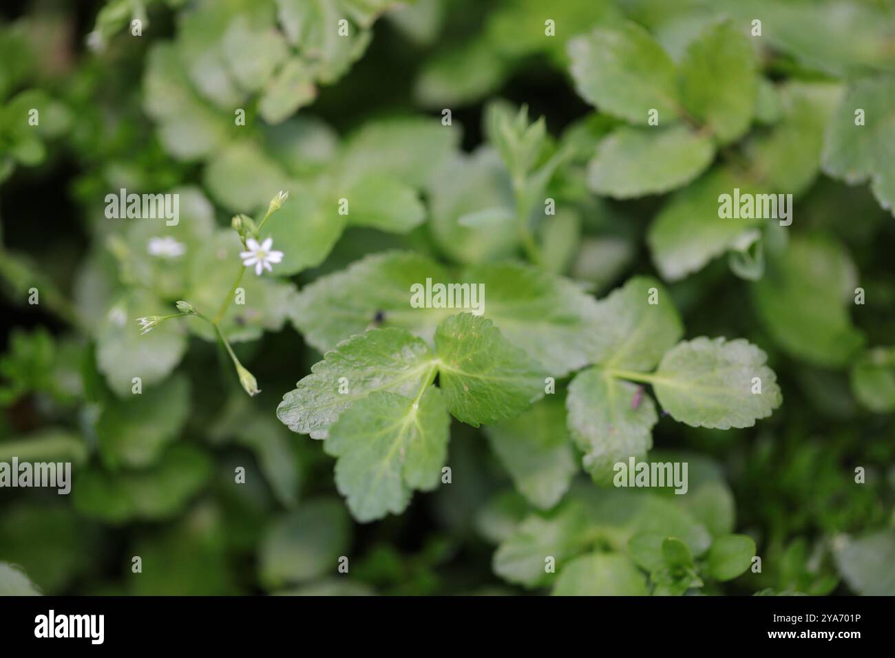 fool's watercress (Apium nodiflorum) Plantae Stock Photo - Alamy