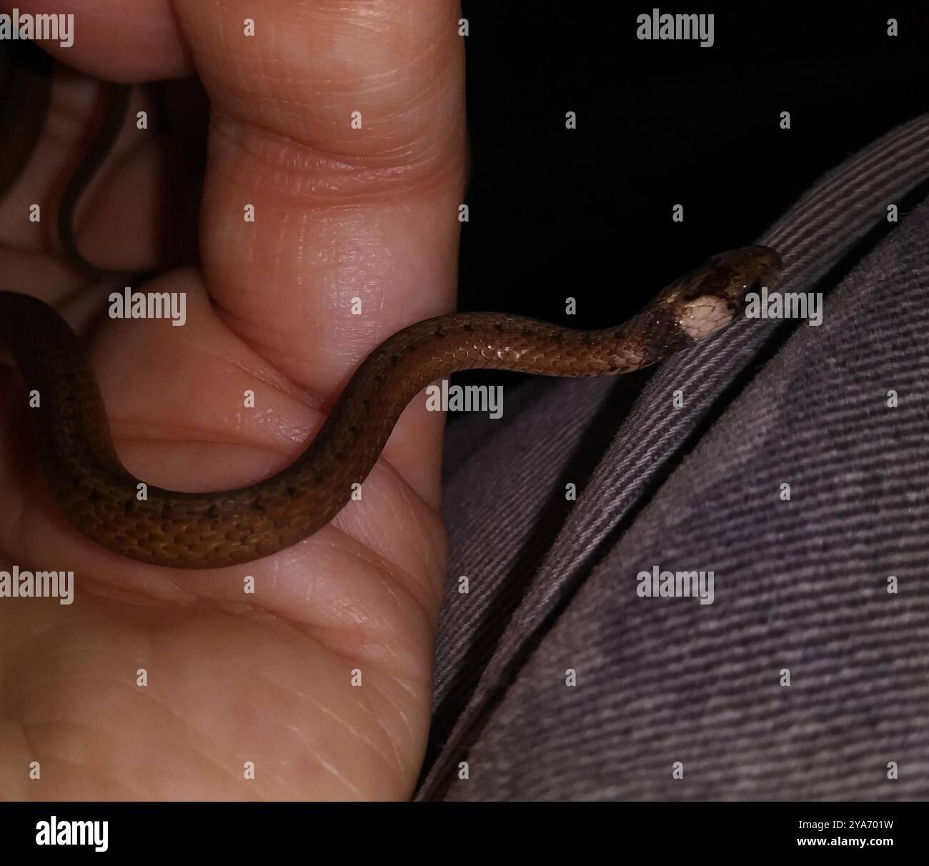 Florida brownsnake hi-res stock photography and images - Alamy