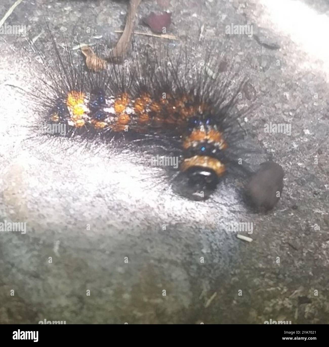 Northern Giant Flag Moth (Dysschema howardi) Insecta Stock Photo - Alamy
