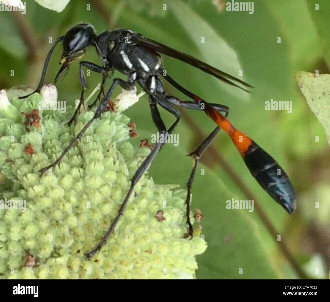Common Thread-waisted Wasp (Ammophila procera) Insecta Stock Photo - Alamy