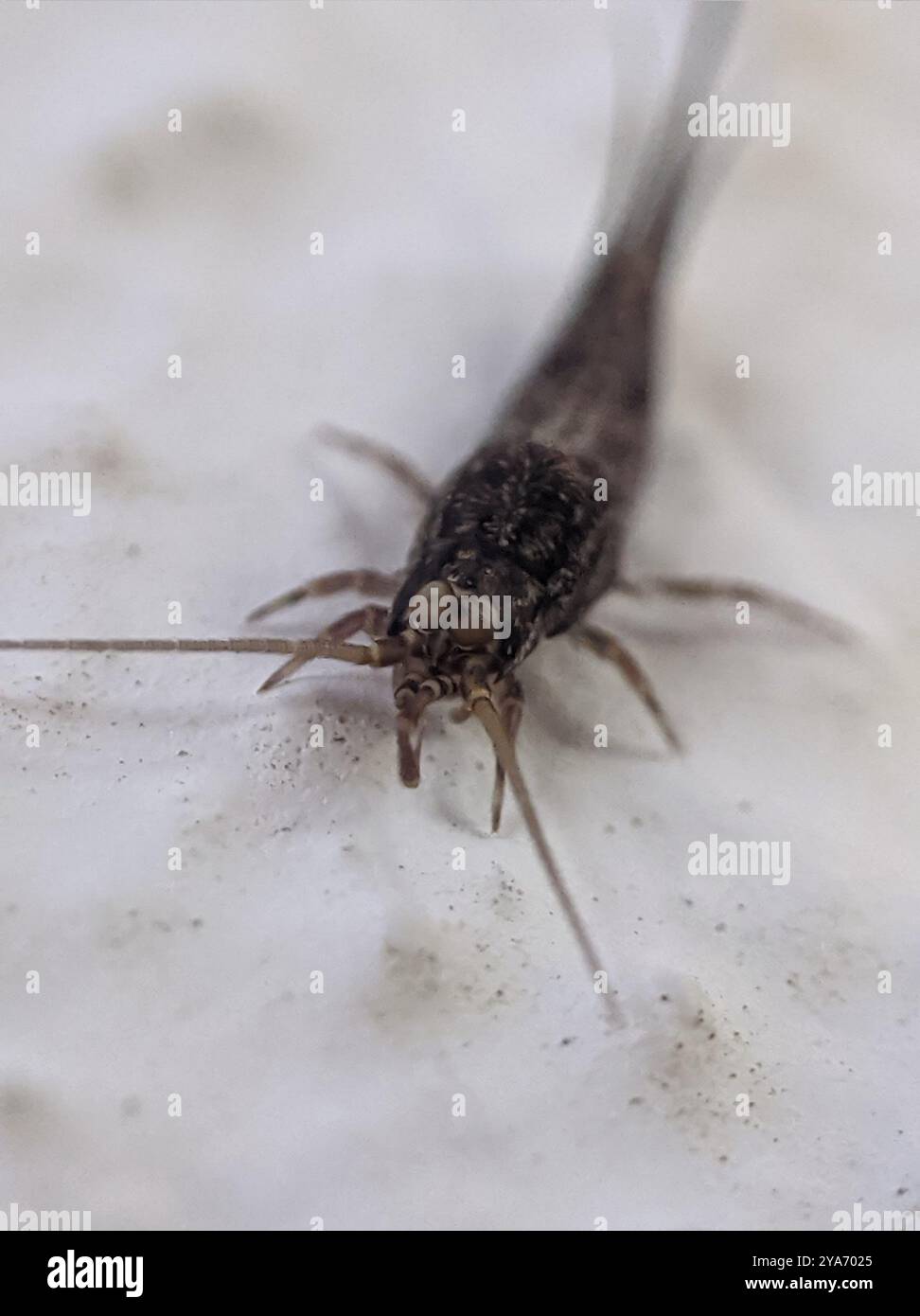 Jumping bristletail hi-res stock photography and images - Alamy