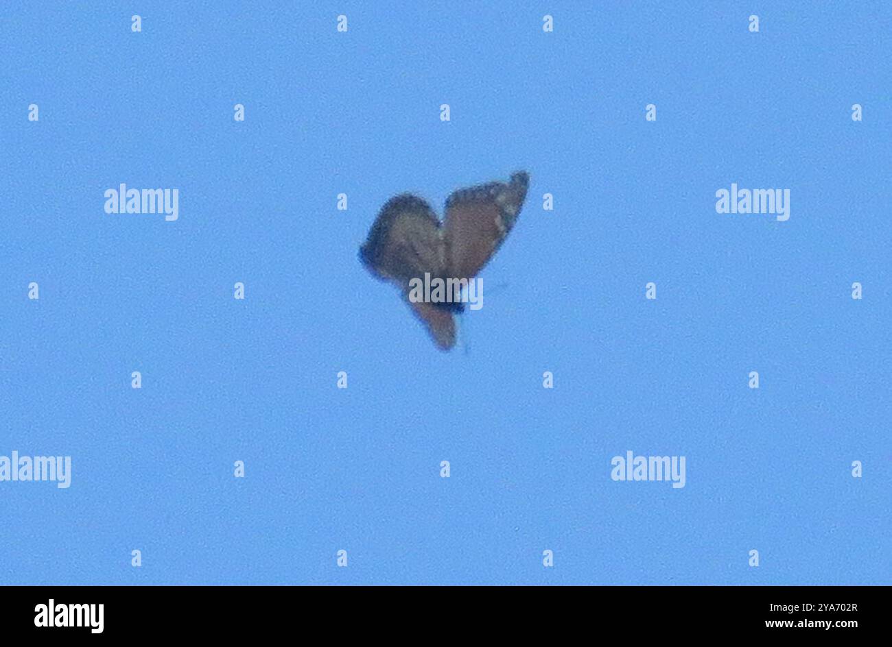 Southern Monarch (Danaus erippus) Insecta Stock Photo - Alamy