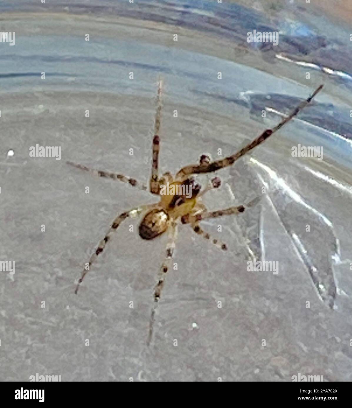 Silver-sided Sector Spider (Zygiella x-notata) Arachnida Stock Photo ...