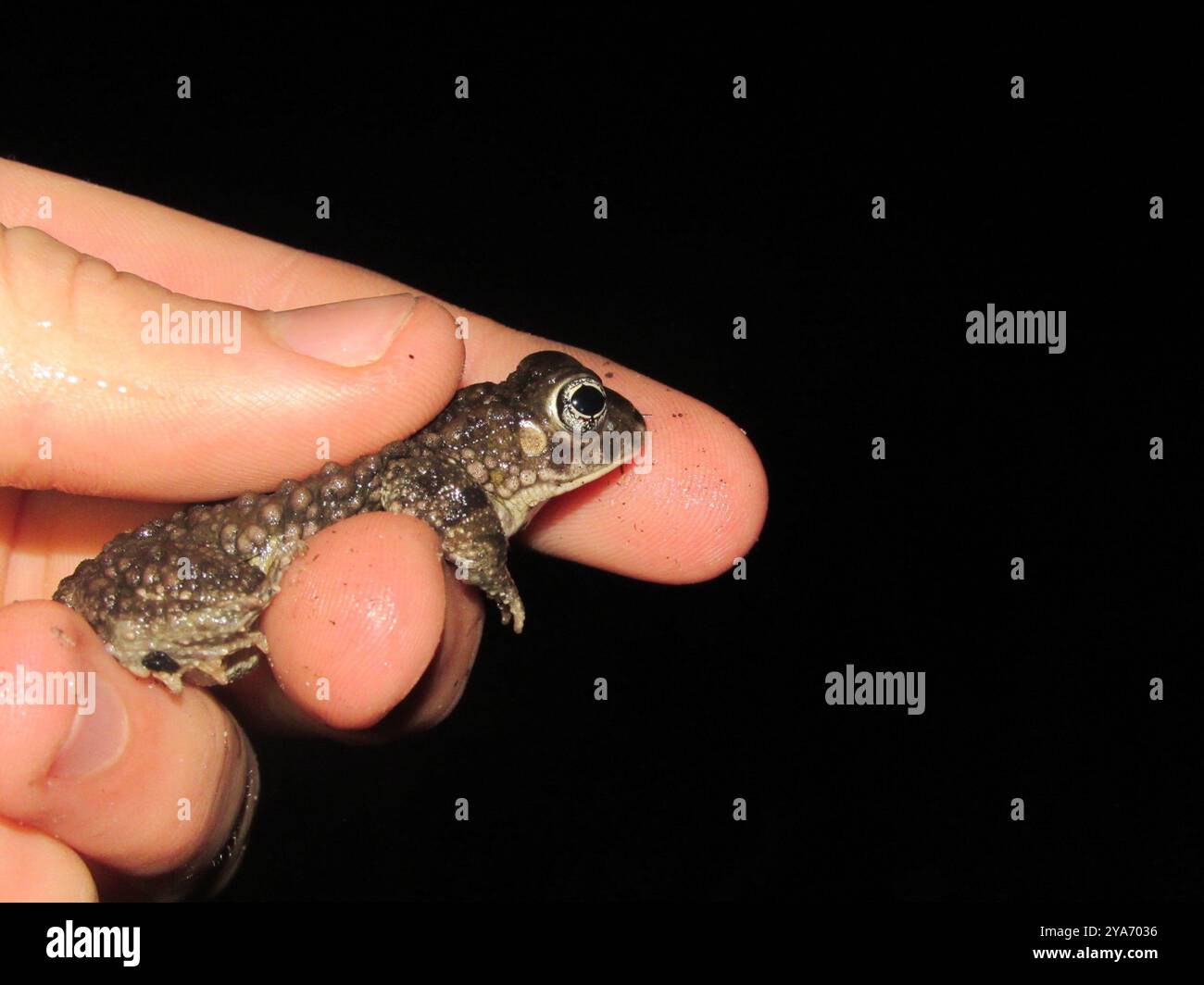 Sand Toad (Vandijkophrynus angusticeps) Amphibia Stock Photo - Alamy