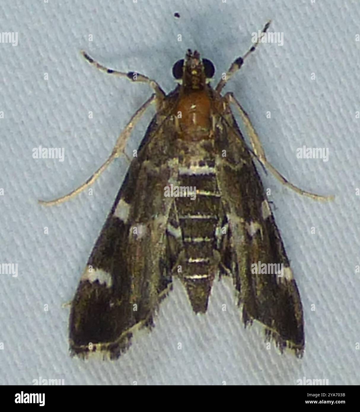 Spotted Beet Webworm Moth (Hymenia perspectalis) Insecta Stock Photo ...