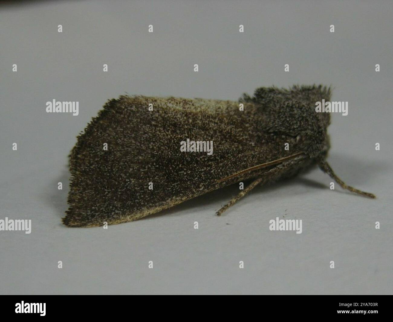 Maritime Sunflower Borer (Papaipema maritima) Insecta Stock Photo - Alamy
