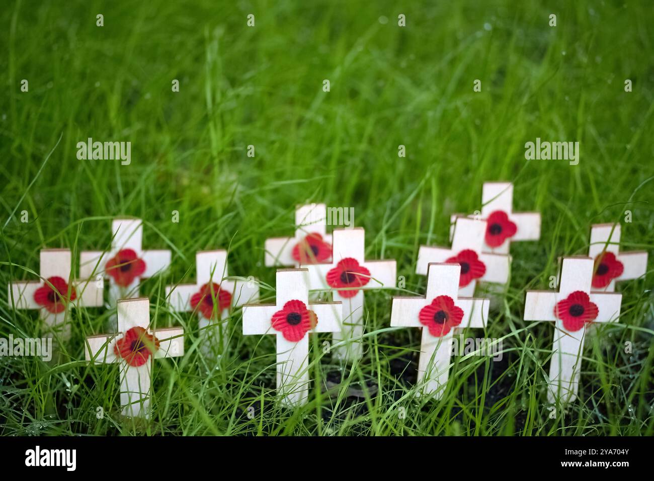 Fallen flowers and remembrance crosses hi-res stock photography and ...