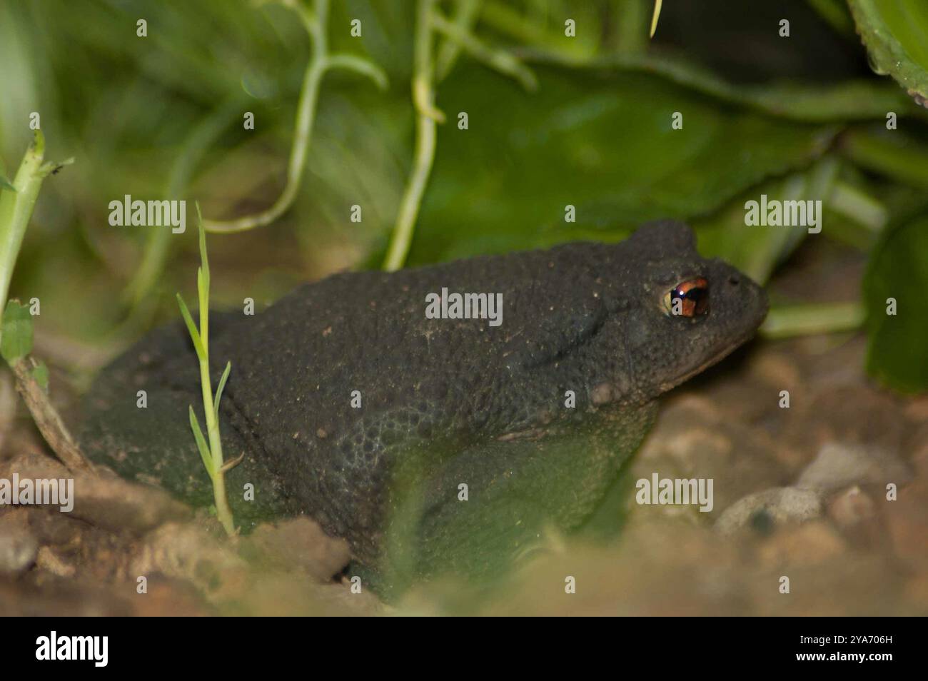 Spiny Toad (Bufo spinosus) Amphibia Stock Photo - Alamy