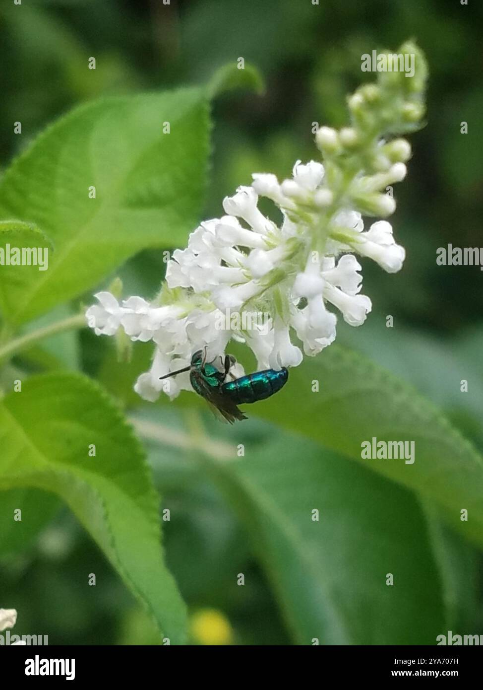Augochlorine Sweat Bees (Augochlorini) Insecta Stock Photo - Alamy