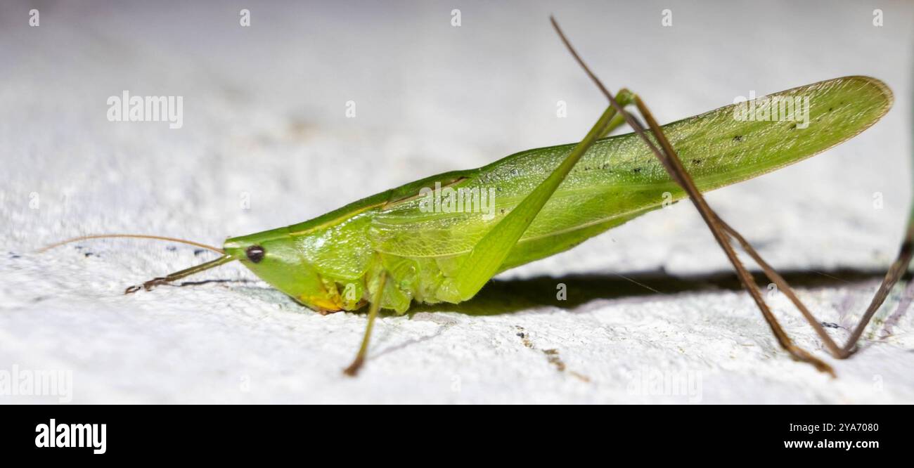 Common Coneheads (Neoconocephalus) Insecta Stock Photo - Alamy