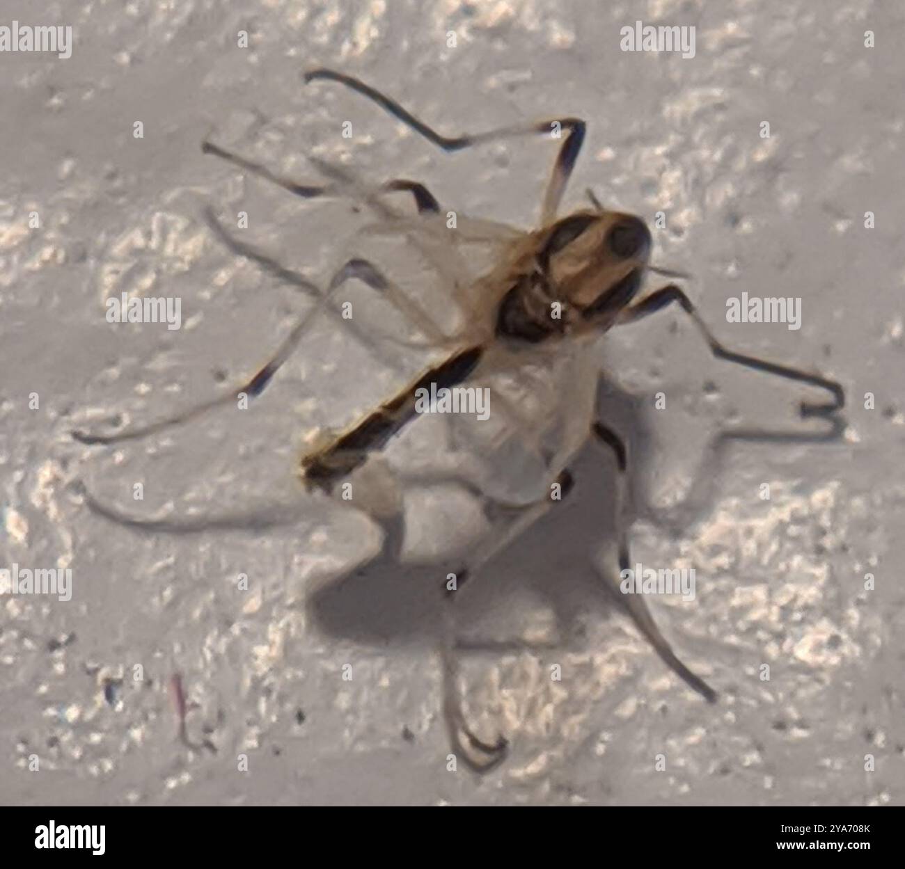 Non-biting Midges (Chironomidae) Insecta Stock Photo - Alamy