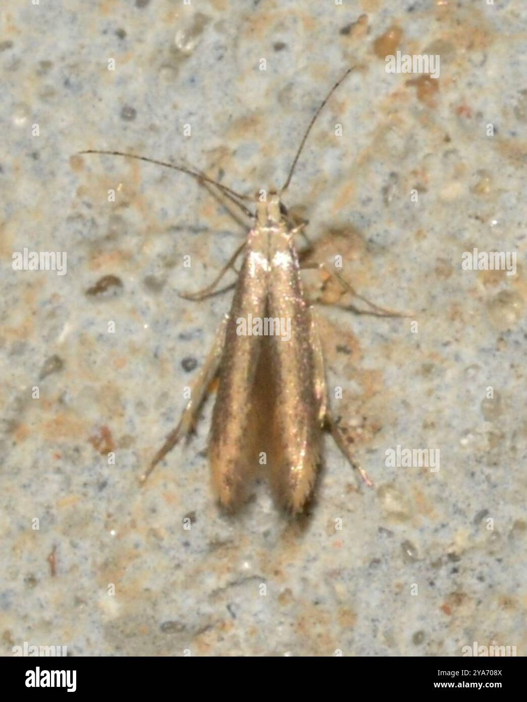 Trumpet Leafminer Moths (Tischeriidae) Insecta Stock Photo - Alamy