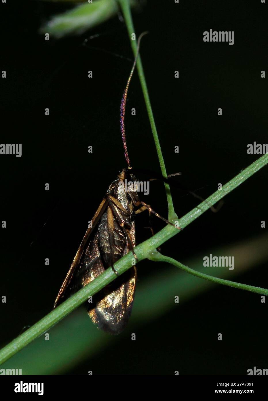Yellow-barred Longhorn (Nemophora degeerella) Insecta Stock Photo - Alamy
