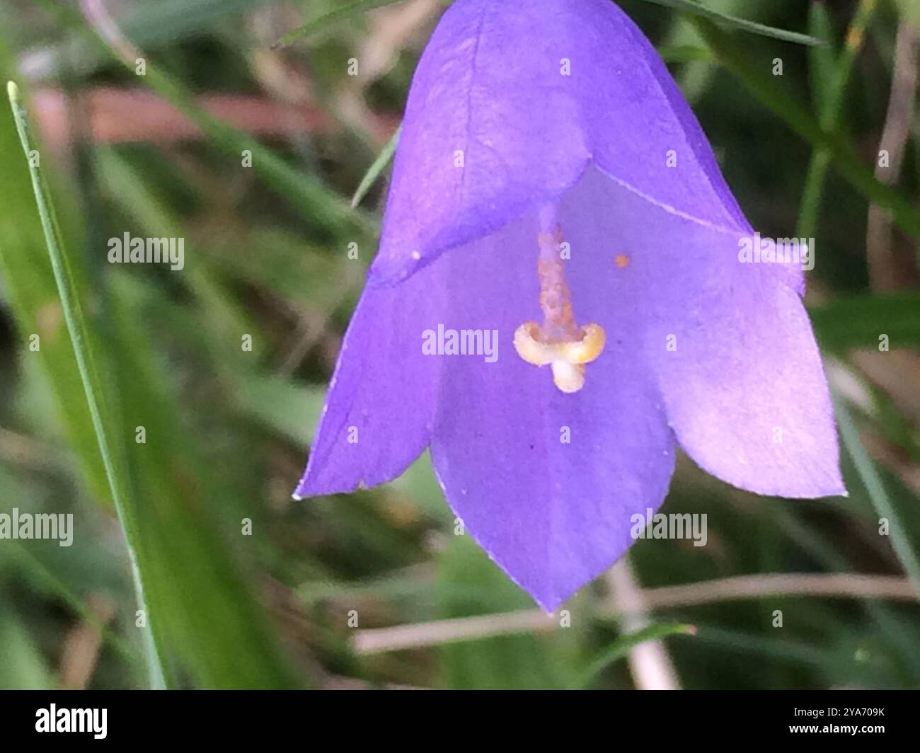 Common Harebell (Campanula rotundifolia) Plantae Stock Photo - Alamy