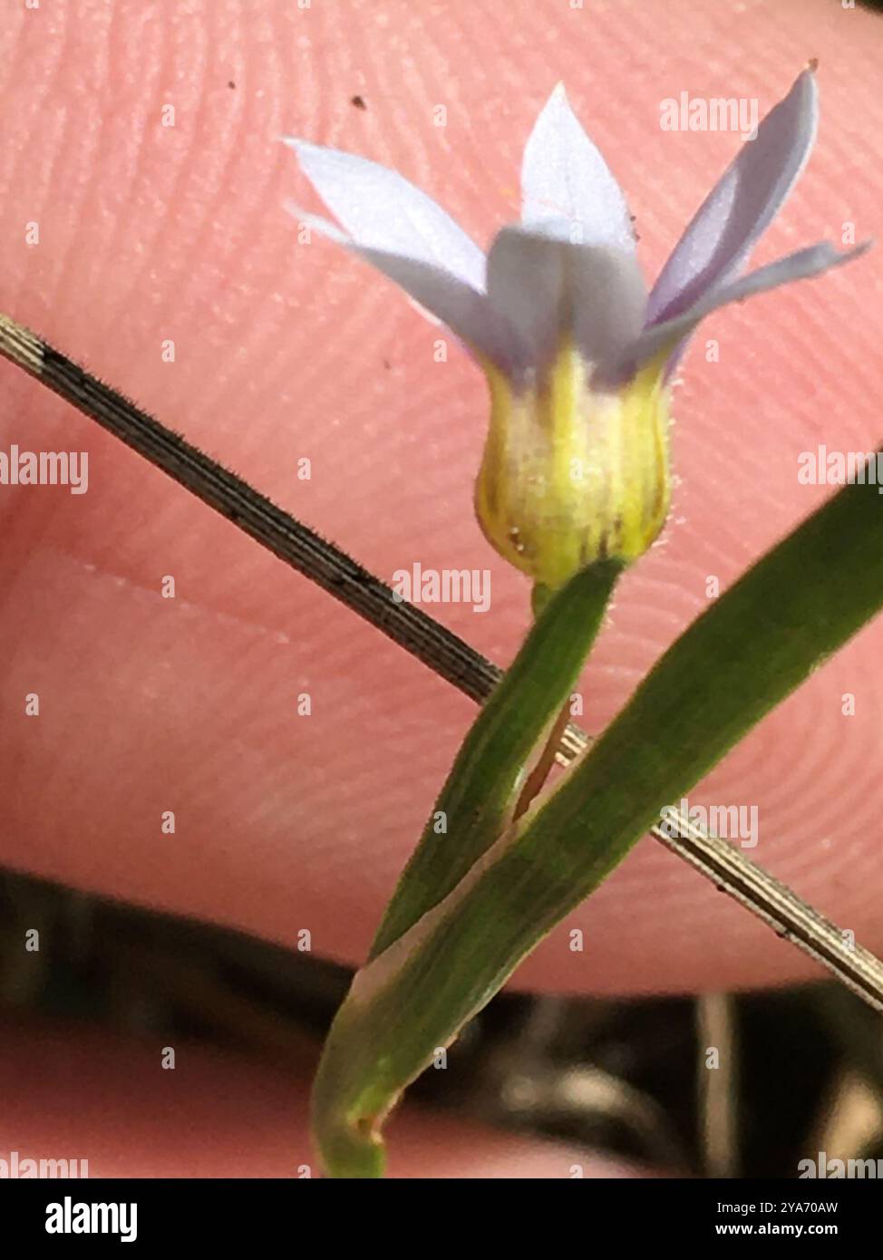 Blue Pigroot (Sisyrinchium micranthum) Plantae Stock Photo - Alamy