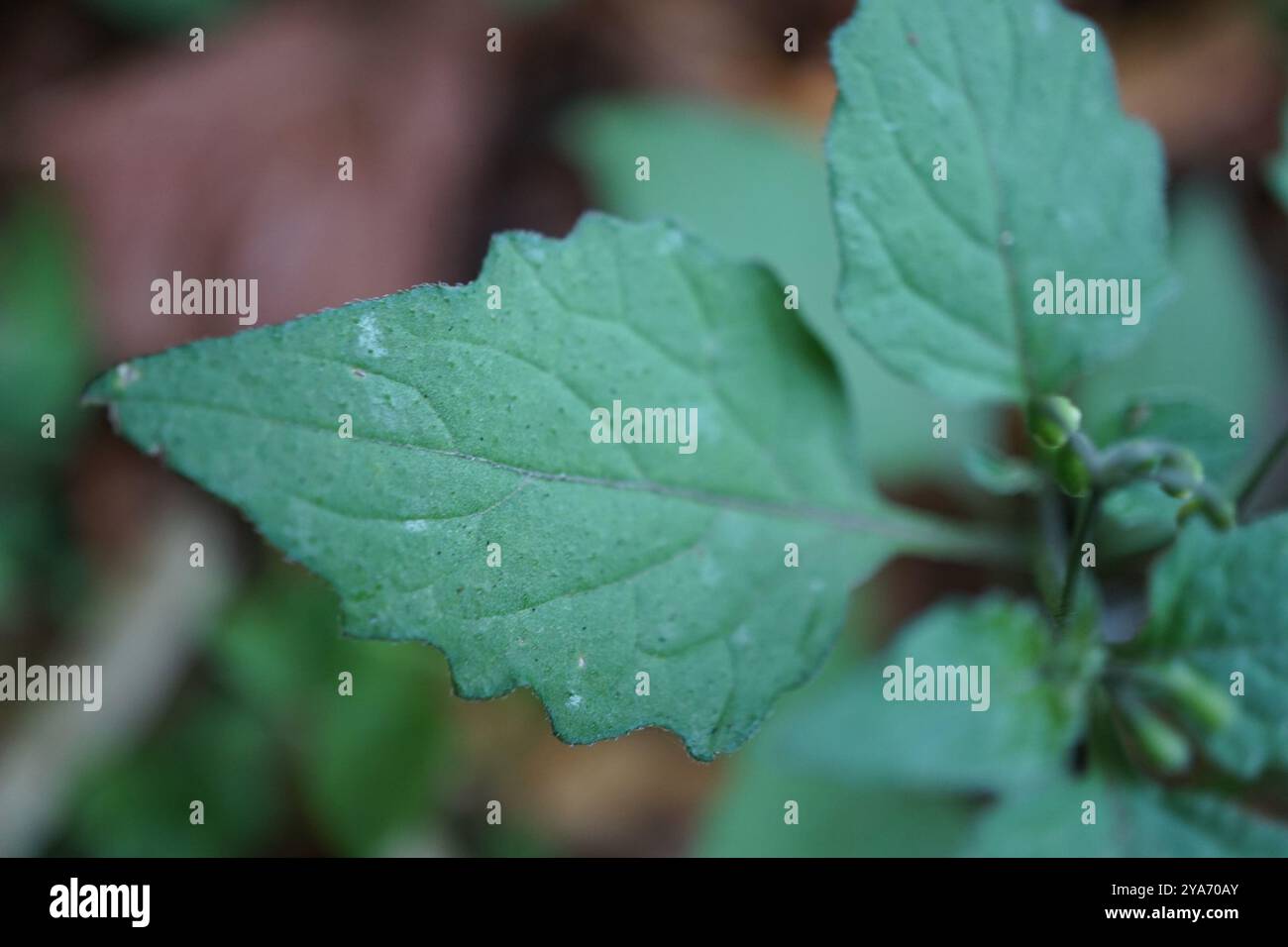 black nightshade (Solanum nigrum) Plantae Stock Photo - Alamy