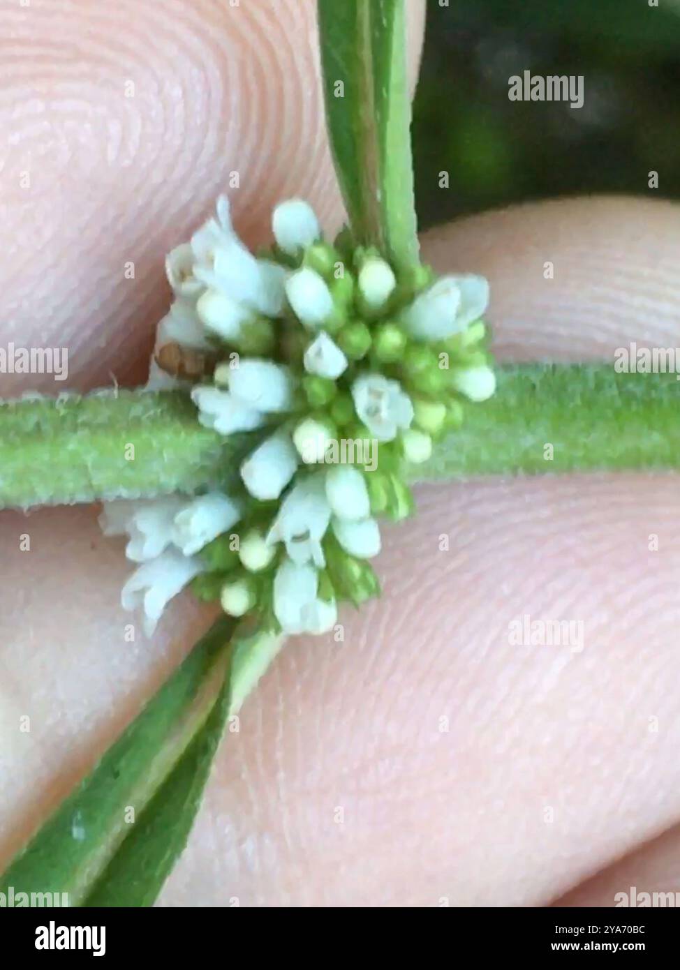 sweet bugleweed (Lycopus virginicus) Plantae Stock Photo - Alamy