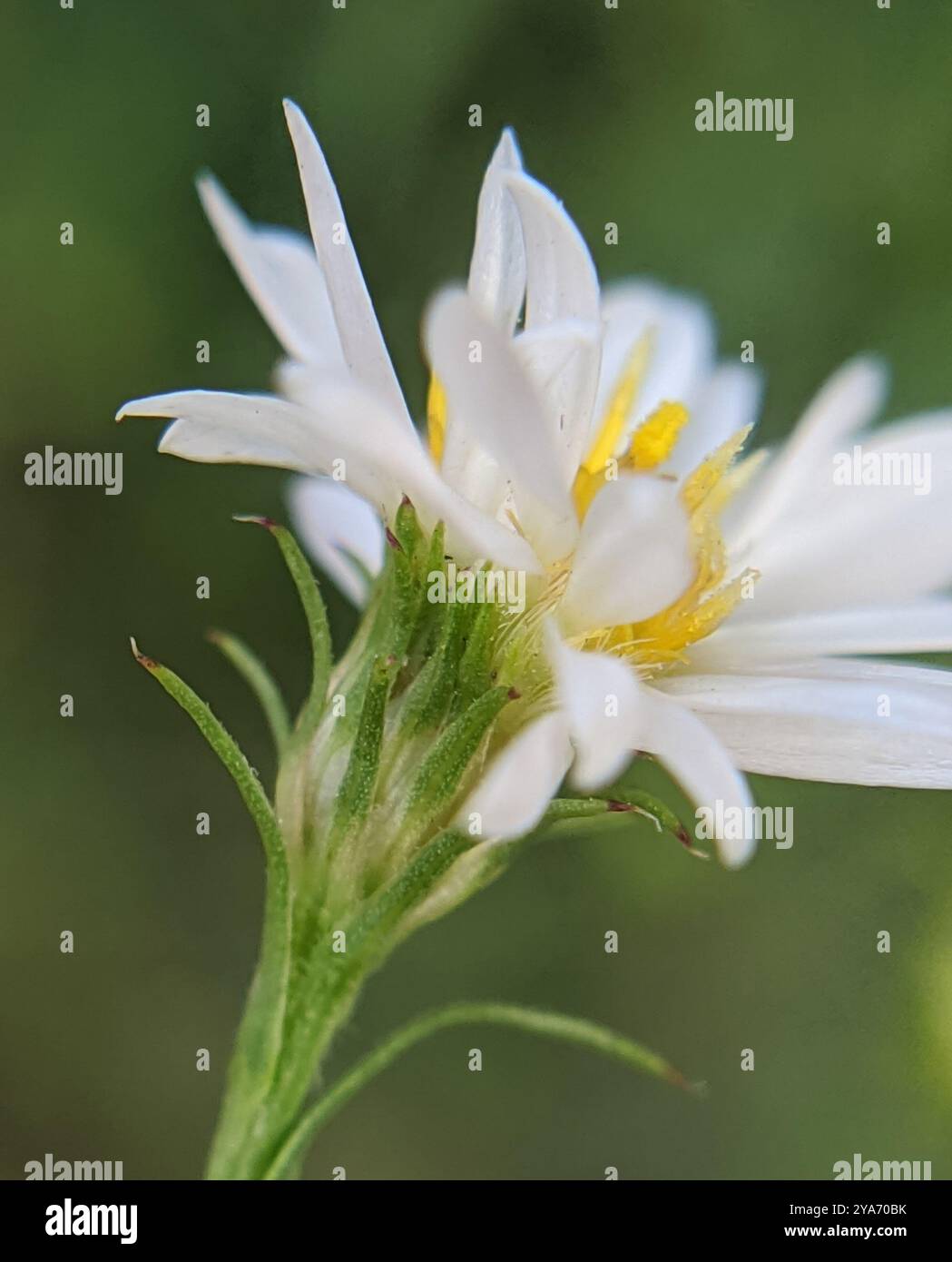 hairy white oldfield aster (Symphyotrichum pilosum) Plantae Stock Photo ...