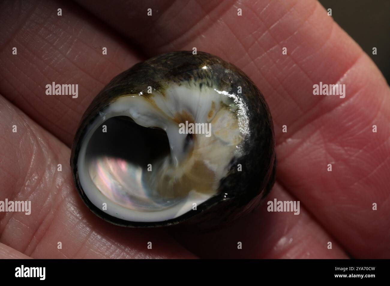 Lined Top Shell (Phorcus lineatus) Mollusca Stock Photo - Alamy