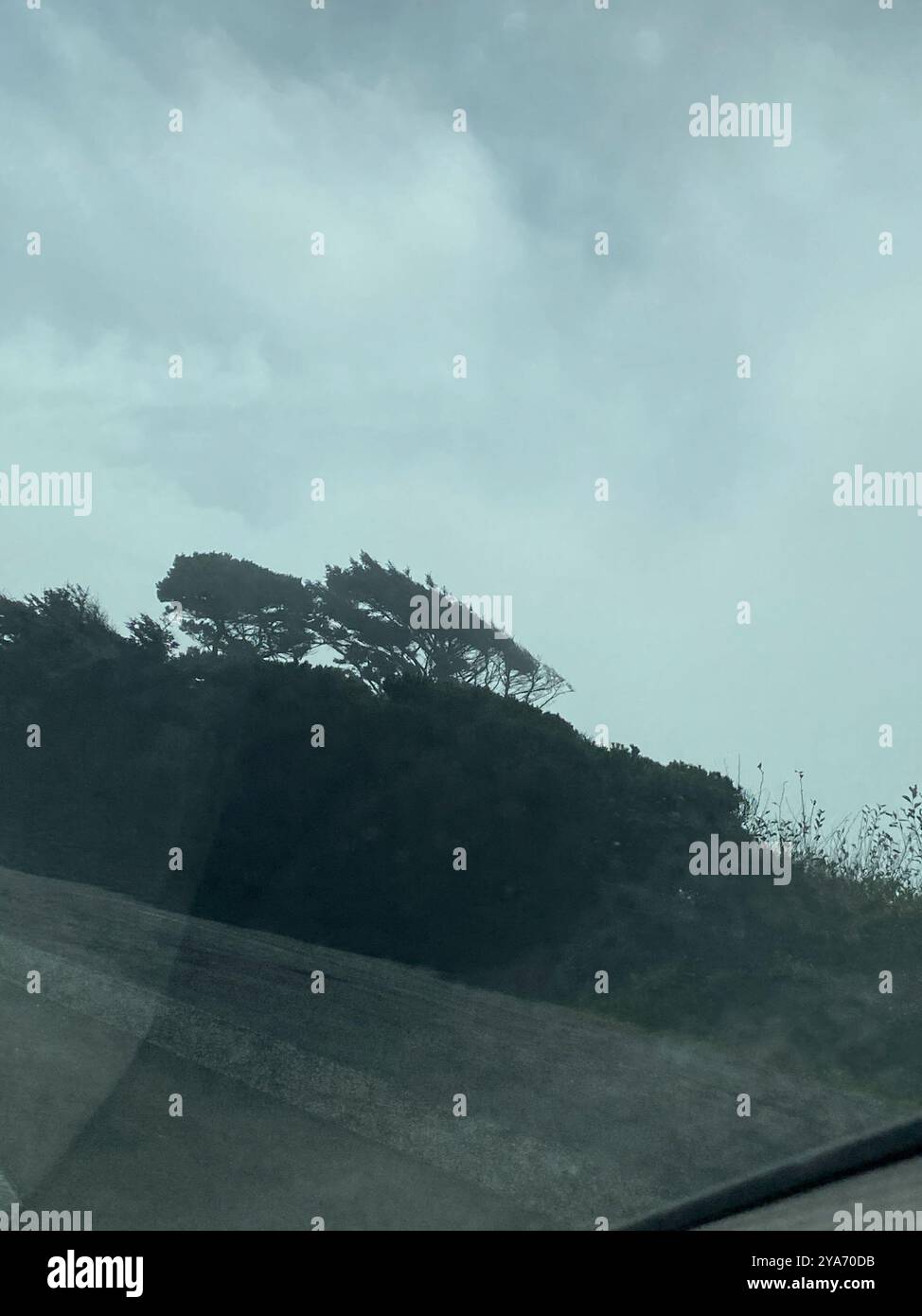 pines, spruces, larches, and allies (Pinoideae) Plantae Stock Photo - Alamy