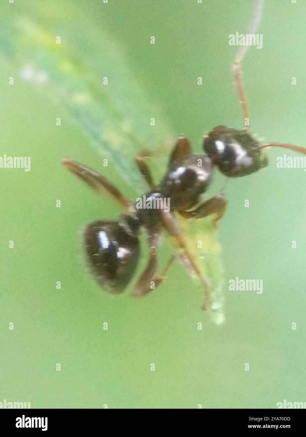 Neogagates-group Field Ants (Formica neogagates) Insecta Stock Photo ...