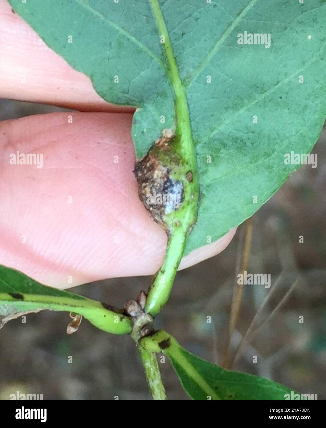 Oak Petiole Gall Wasp (Andricus quercuspetiolicola) Insecta Stock Photo - Alamy