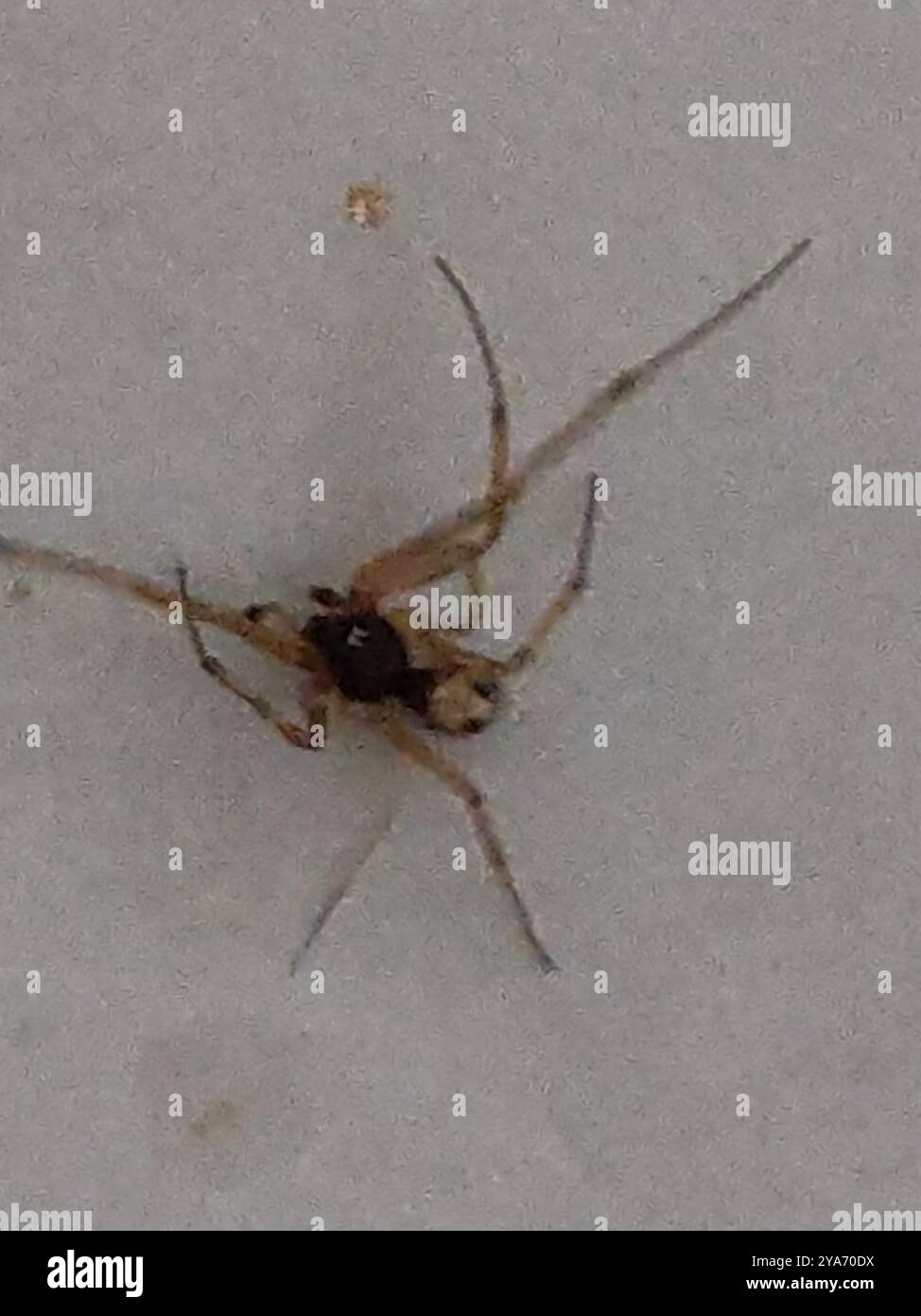 Triangulate Combfoot (Steatoda triangulosa) Arachnida Stock Photo - Alamy