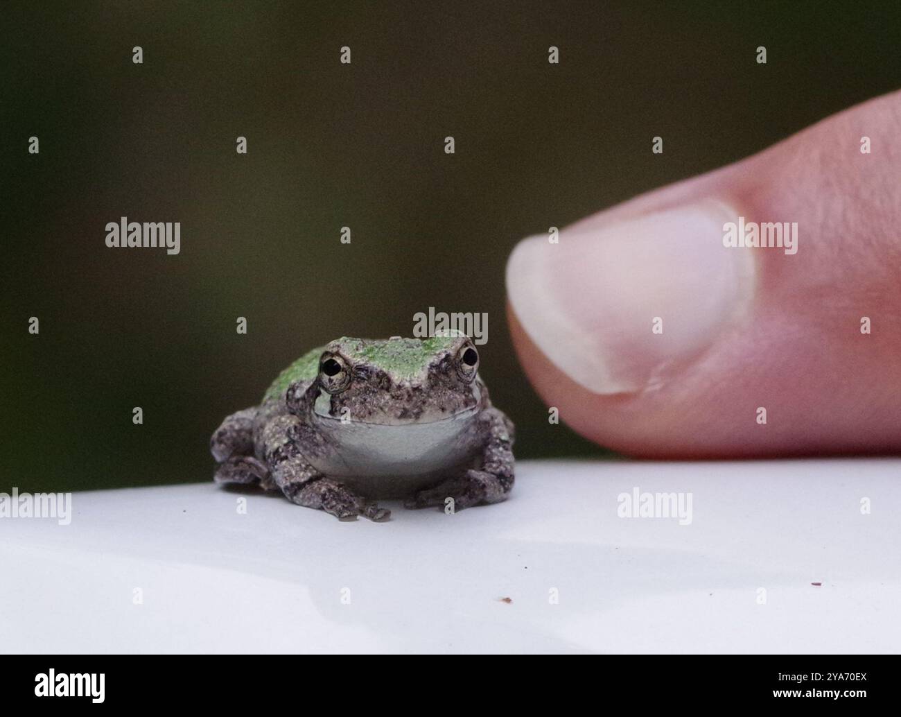 Cope's Gray Treefrog (Hyla chrysoscelis) Amphibia Stock Photo - Alamy