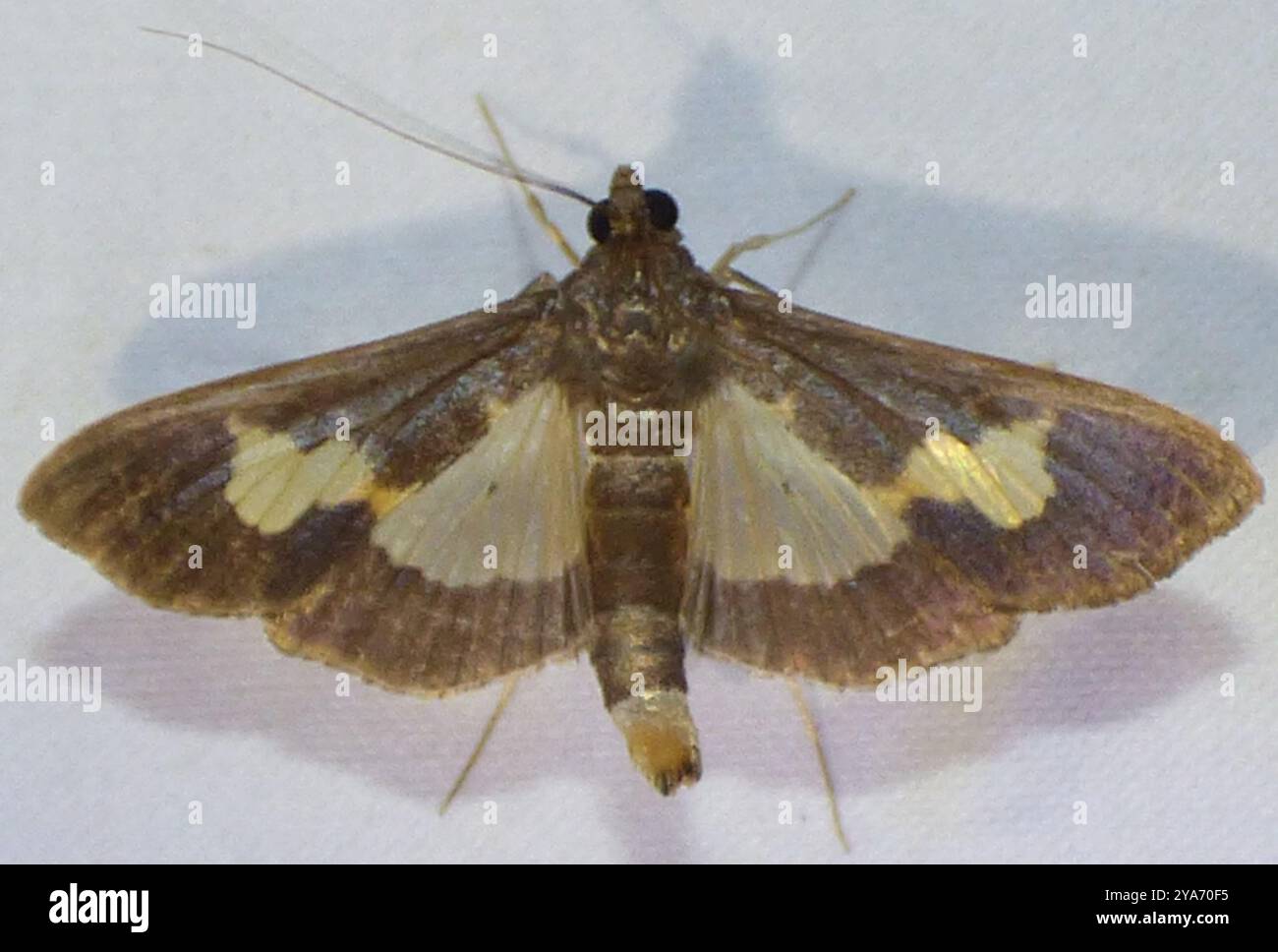 Pickleworm Moth (Diaphania nitidalis) Insecta Stock Photo - Alamy