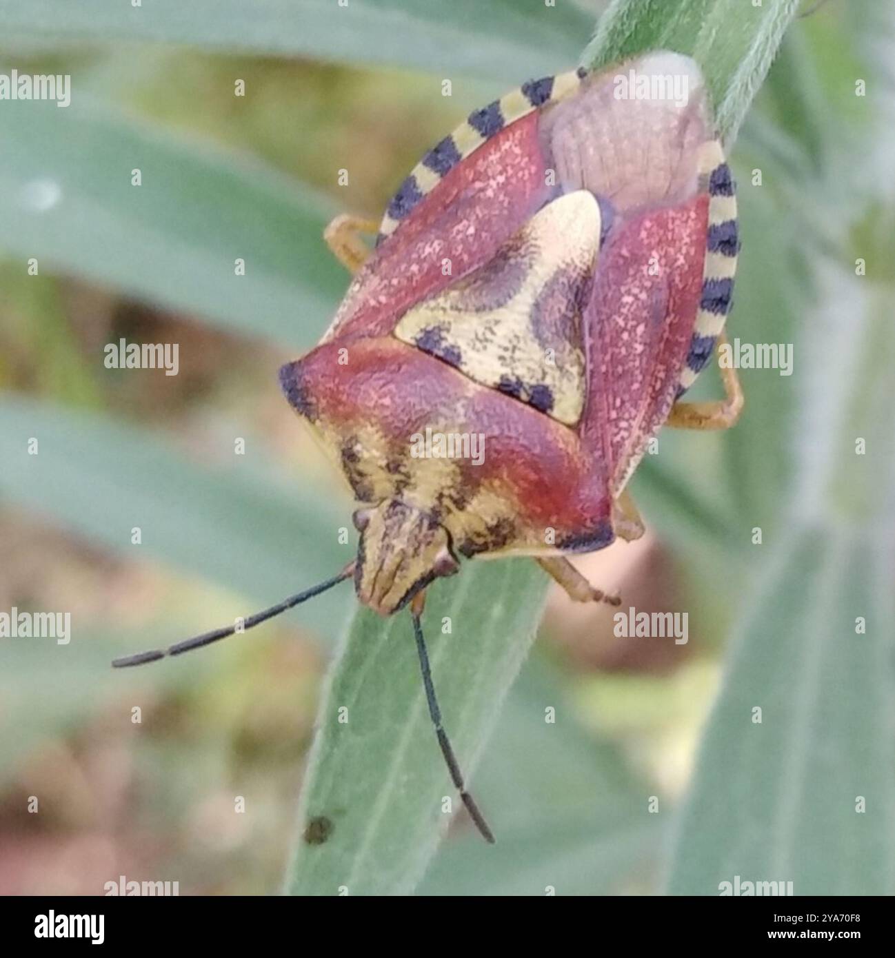 Black-shouldered Shieldbug (Carpocoris purpureipennis) Insecta Stock ...