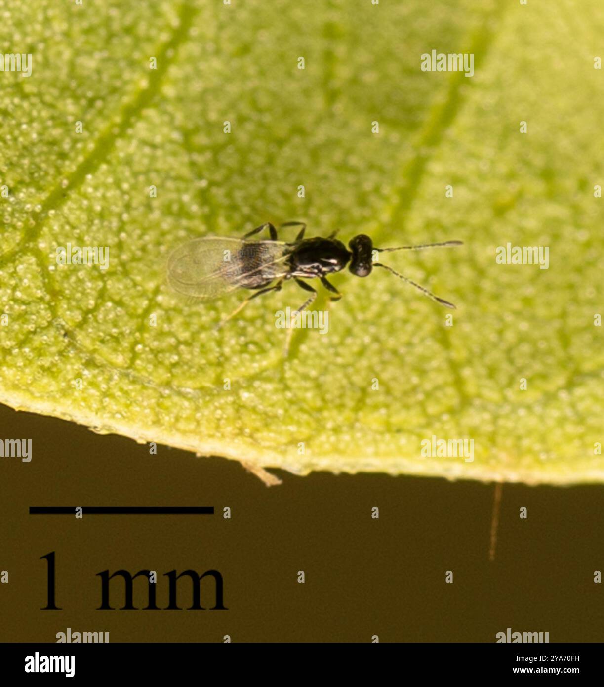 Fairy Wasps (Mymaridae) Insecta Stock Photo - Alamy